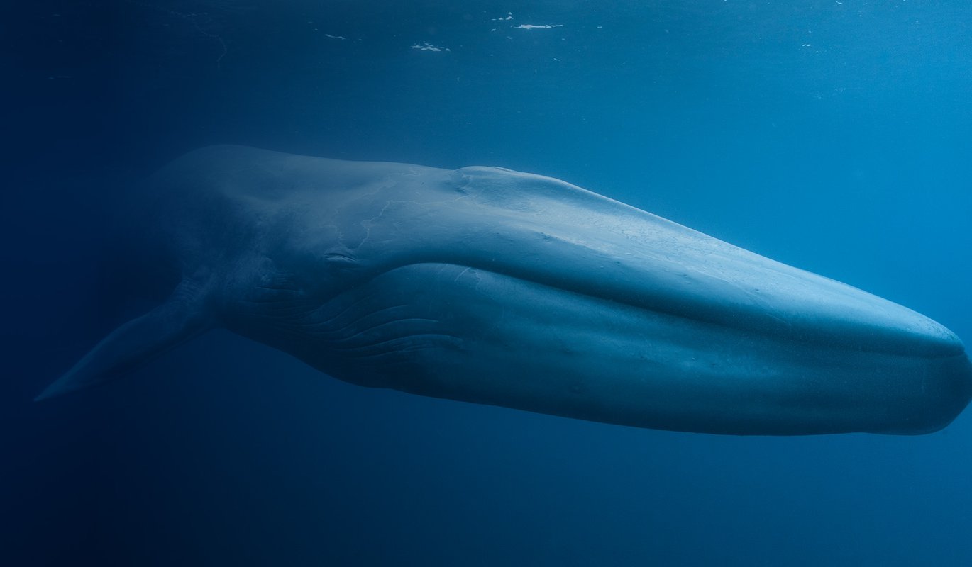 Whale Snorkeling Tours Trincomalee – Whale Snorkeling Tours Trincomalee